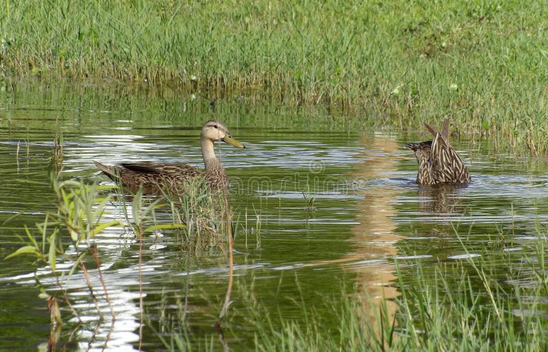 Ducks bottom stock photo. Image of grass, calm, ducks - 42908956