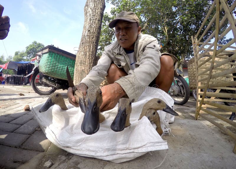 Ducks editorial photography. Image of indonesia, breeders - 50331727