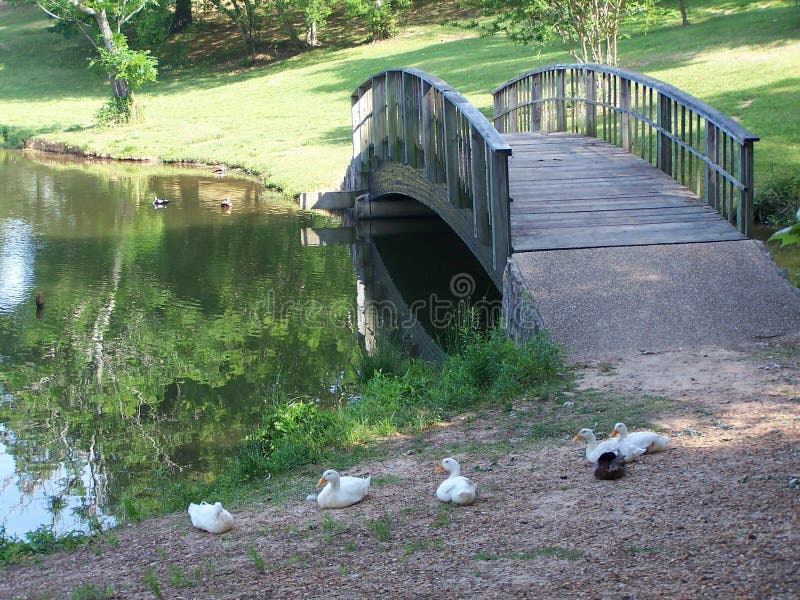 Ducks by bridge stock image. Image of outdoors, water, duck - 121869