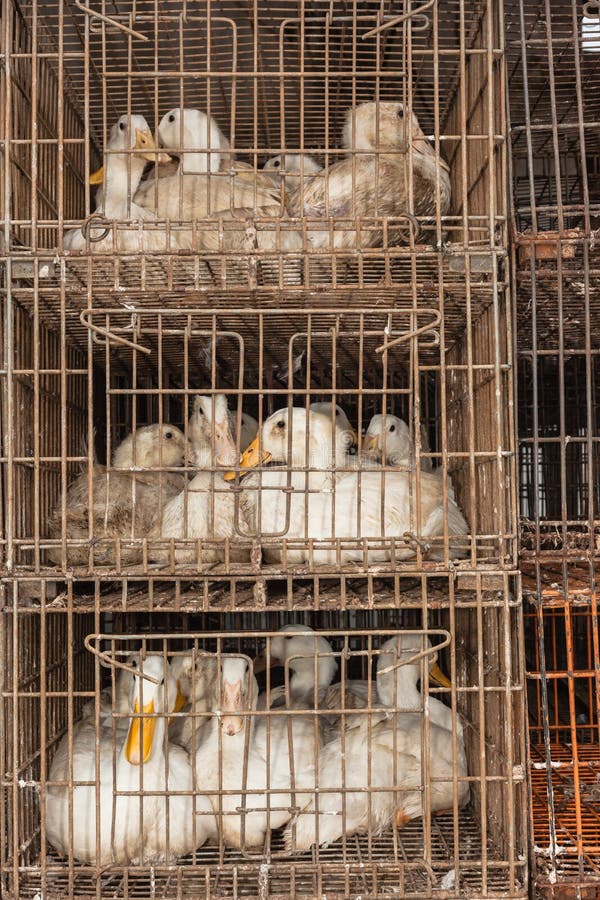 Ducks Cages Abattoir stock photo. Image of farming, markets - 29045696