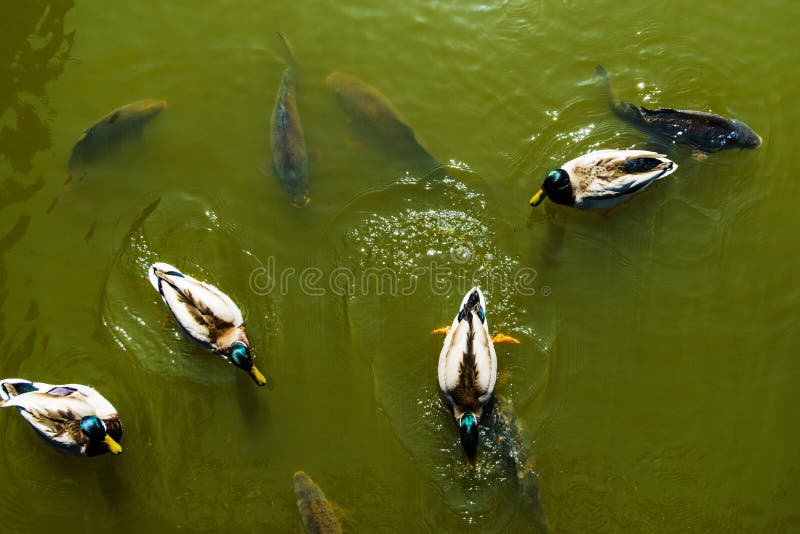 Ducks and Carps in Green Water, View from Above, Background Stock Image ...