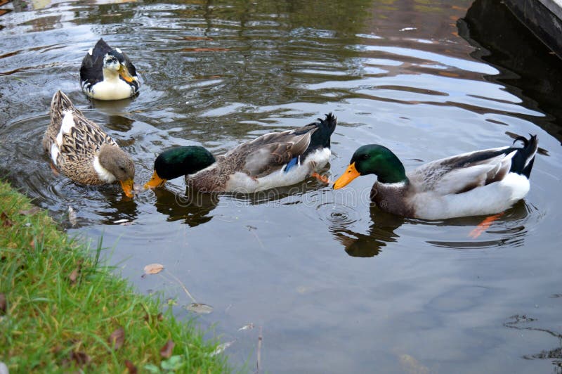 Ducks catch fish stock photo. Image of bird, nature - 204059738