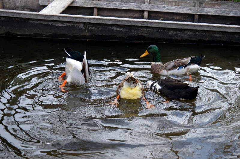 Ducks catch fish stock photo. Image of water, bird, animal - 204059774