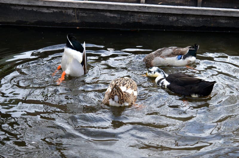 Ducks catch fish stock image. Image of catch, nature - 204059793