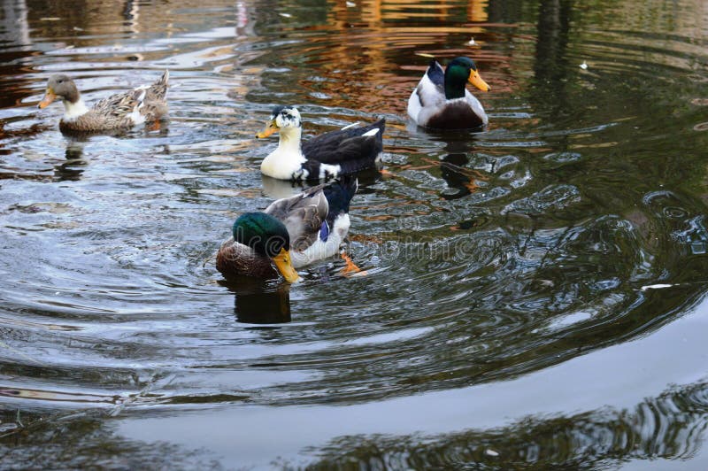 Ducks catch fish stock image. Image of catch, reflection - 204059701
