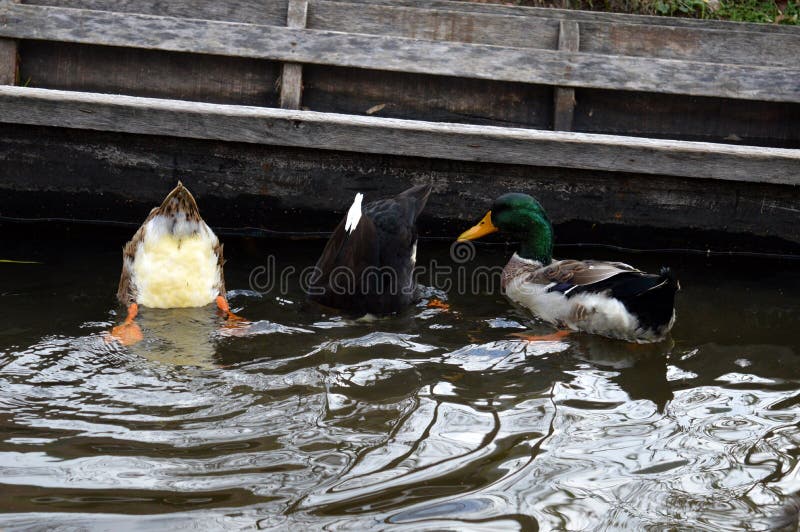 Ducks catch fish stock photo. Image of bird, animal - 204059808