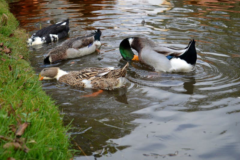 Ducks catch fish stock photo. Image of water, reflection - 204059834