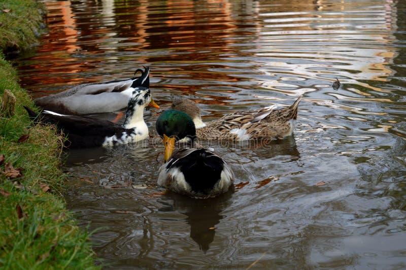 Ducks catch fish stock photo. Image of nature, autumn - 204059854