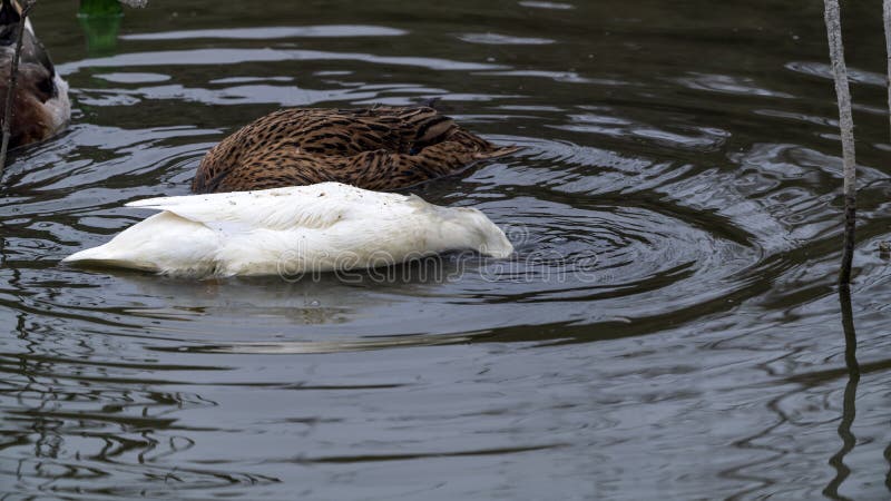 Ducks Catch Fish in the Water Stock Photo - Image of beautiful ...