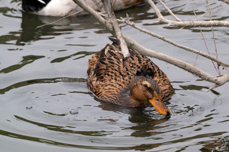 Ducks Catch Fish in the Water Stock Photo - Image of outdoor, activity ...