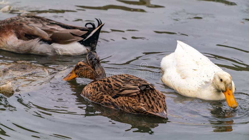 Ducks Catch Fish in the Water Stock Image - Image of river, duck: 209478441
