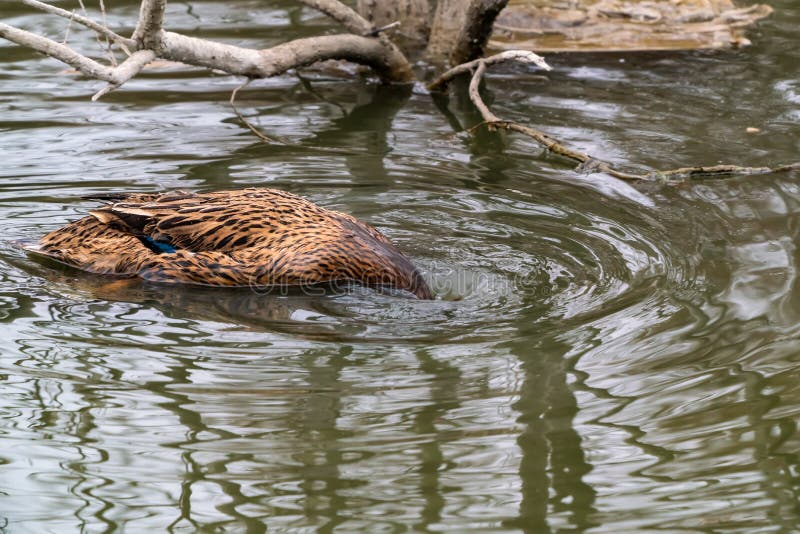 Ducks Catch Fish in the Water Stock Photo - Image of angler, hunter ...