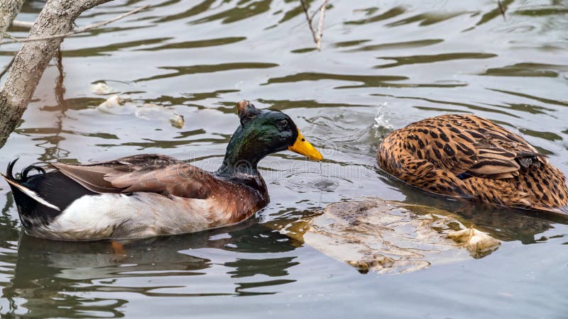 Ducks Catch Fish in the Water Stock Image - Image of pond, duck: 209478477