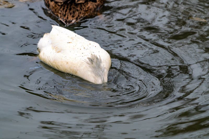 Ducks Catch Fish in the Water Stock Photo - Image of pond, eating ...