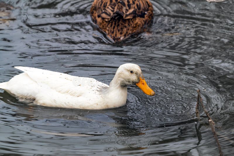 Ducks Catch Fish In The Water Stock Photo - Image of fowl, angler ...