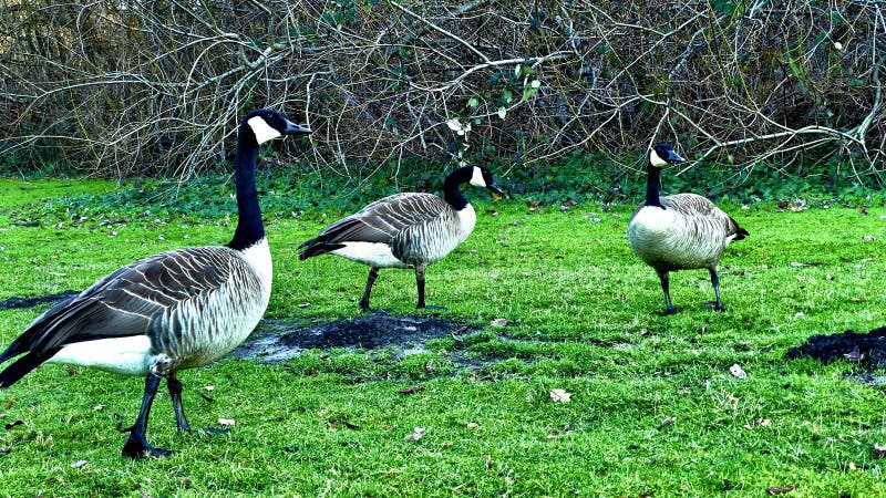 Ducks check with others stock image. Image of mallard - 208081875