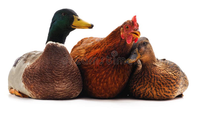 Ducks and chicken stock photo. Image of large, agriculture - 158356274
