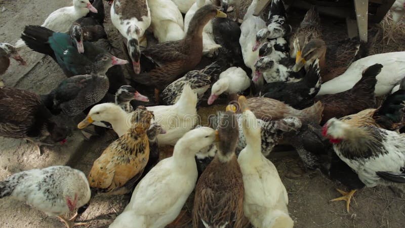 Ducks and Chickens Crowd Pounced on the Food Stock Footage - Video of ...