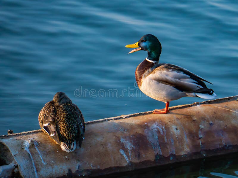 Ducks chilling. stock photo. Image of panasonic, tree - 311288546