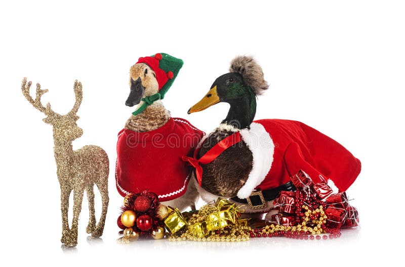 Ducks and christmas stock image. Image of christmas - 261539707
