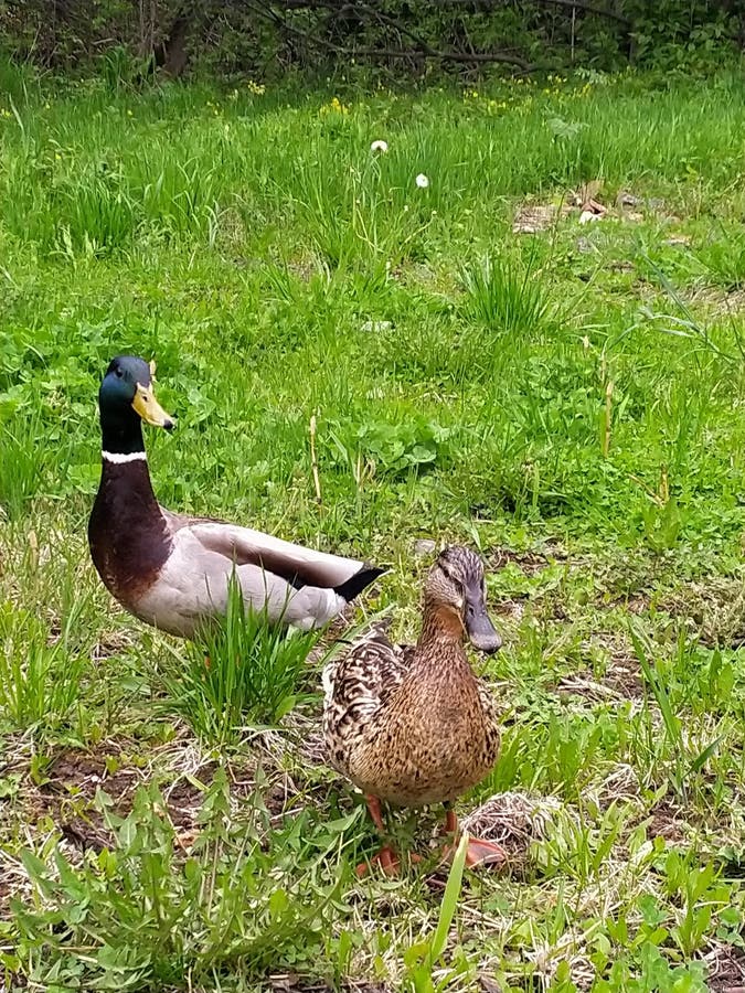 Ducks in the cleaning stock image. Image of cleaning - 220394157