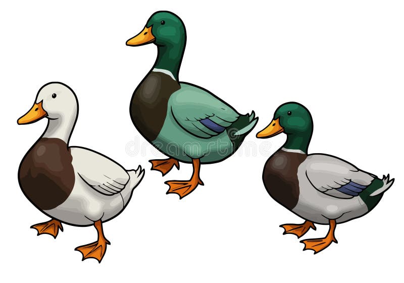 3 Ducks Clipart. stock illustration. Illustration of poses - 360855066