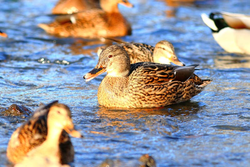 Wlid Ducks Stock Photos - Free & Royalty-Free Stock Photos from Dreamstime
