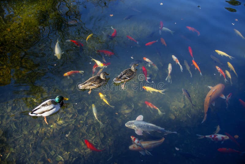 Ducks koi fish in pond stock image. Image of beautiful - 26935031