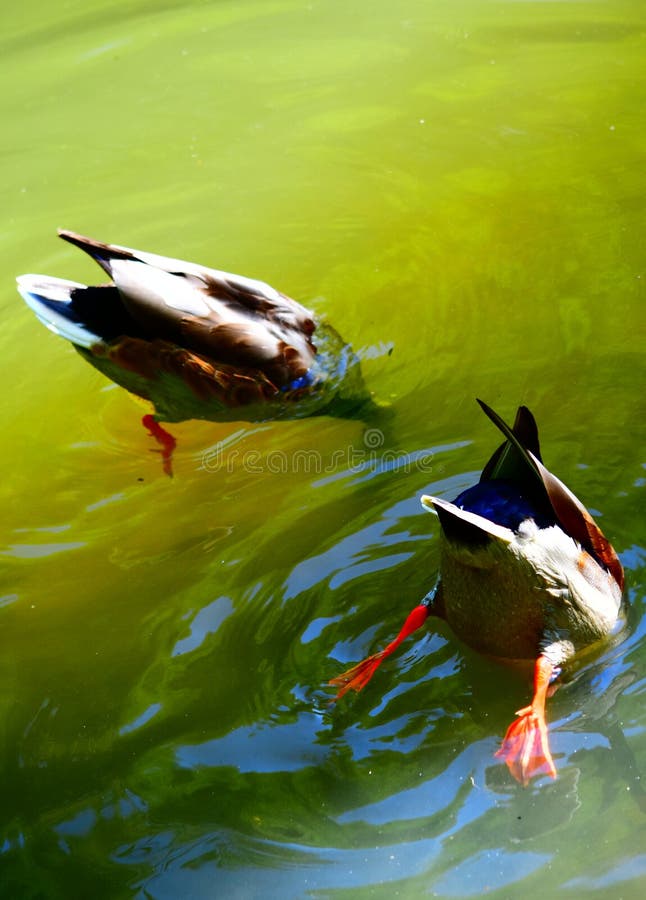 Ducks Colors Light Sunlight Swimming Down Stock Photo - Image of light ...