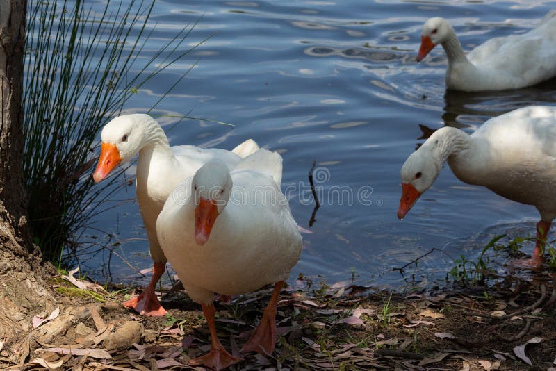 Ducks Coming Out of the Water Stock Photo - Image of fauna, anesthesia ...