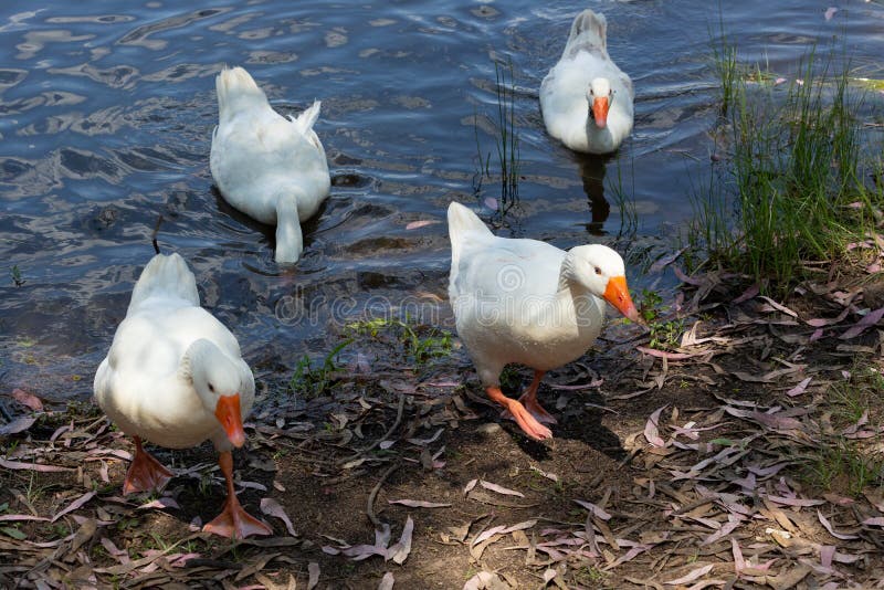 Ducks Coming Out of the Water Stock Photo - Image of lake, goose: 184578938