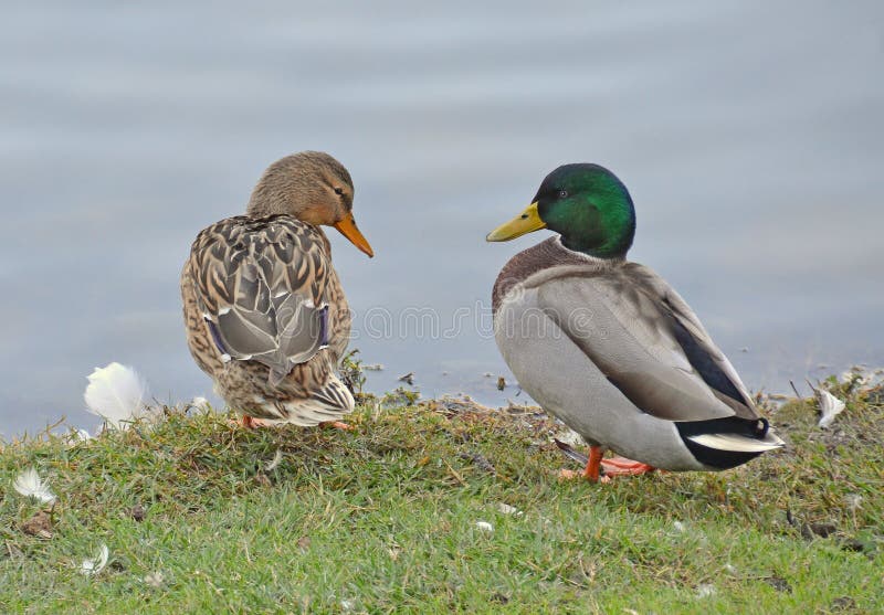 Ducks couple stock photo. Image of couple, birds, animals - 22008572