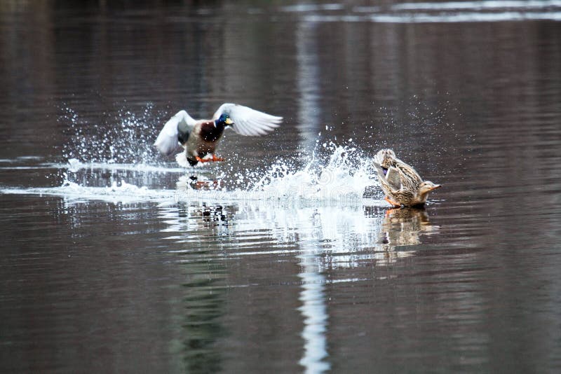 Ducks Crash Landing in a Lake Stock Image - Image of pond, spring: 92360767