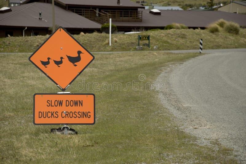 Ducks crosing stock image. Image of rule, slow, street - 7814063