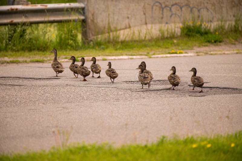 Ducks crossing the road stock photo. Image of ducks - 266669754