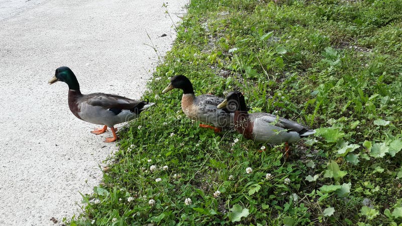 Ducks crossing the road stock image. Image of grass, nature - 81125923