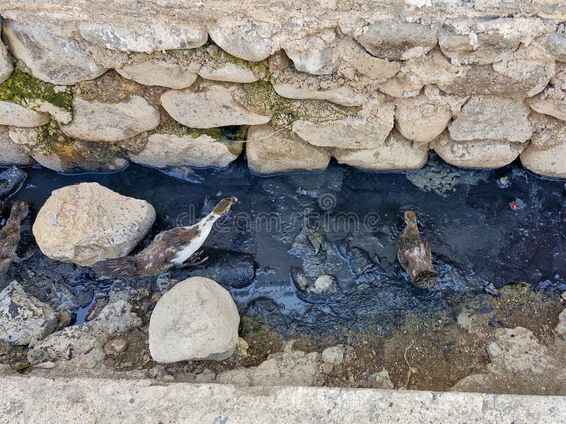 Ducks in the dirty gutter stock image. Image of wildlife - 356880735