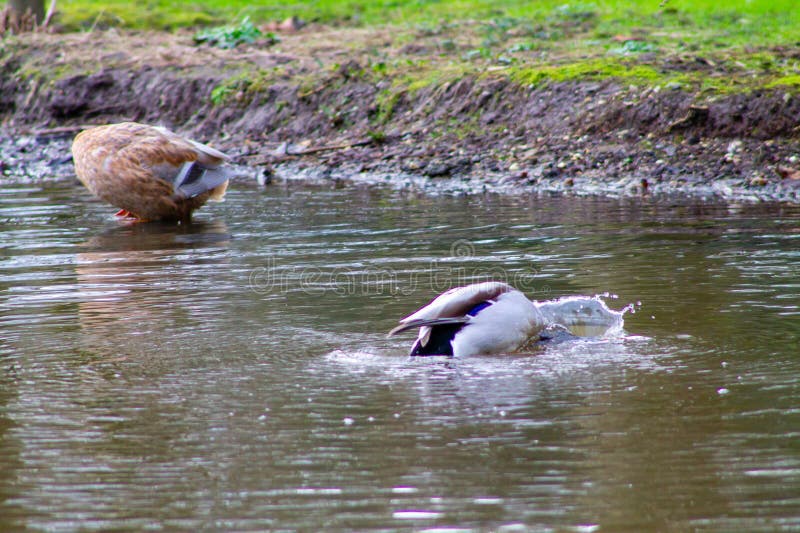 Ducks Diving and Foraging at a Pond Stock Image - Image of rijn, animal ...