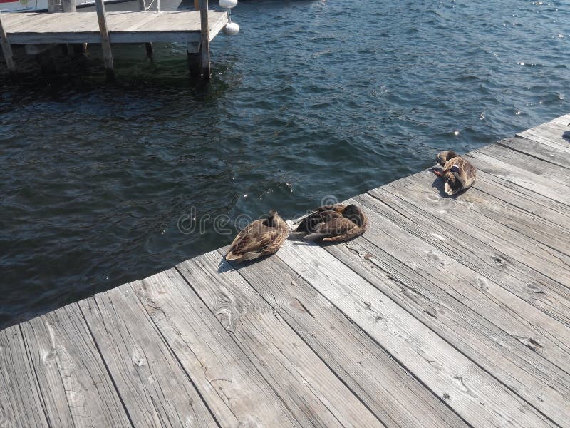 Ducks on Dock stock image. Image of wooden, taking, ducks - 88280917