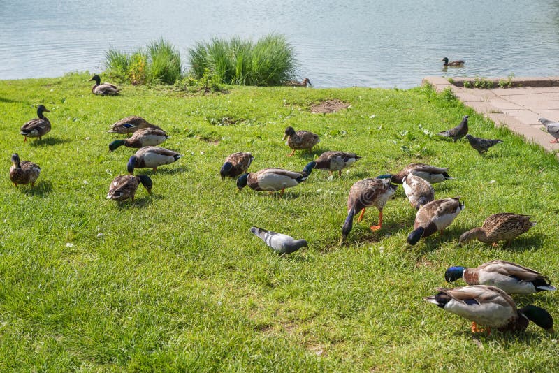 Ducks and Doves Picking in the Grass at Lake Shore Stock Photo - Image ...