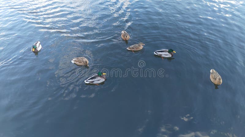 Ducks and Drakes Swim in Open Water and Their Movement Makes Circles on ...