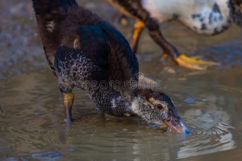 Ducks Drinking from a Small Pond Stock Photo - Image of ducky ...