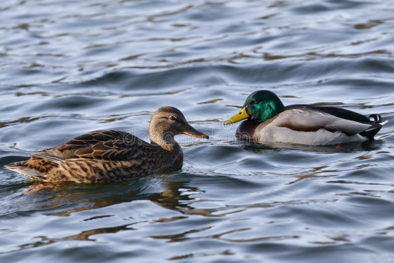Ducks stock image. Image of wild, bird, sunlight, pond - 81883377