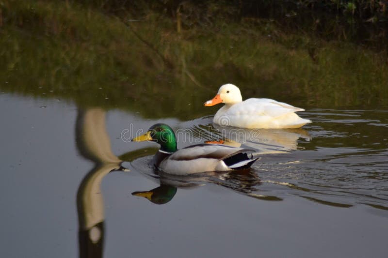 Schwim Stock Photos - Free & Royalty-Free Stock Photos from Dreamstime