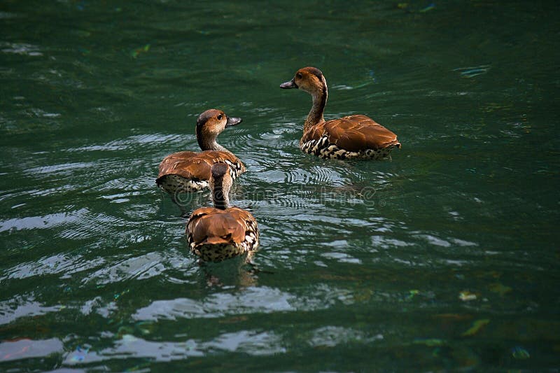 3 ducks stock photo. Image of water, caribbean, ducks - 125233814