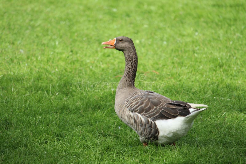 Ducks stock photo. Image of domestic, white, nature - 129445078