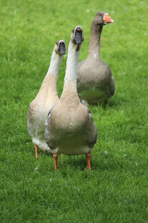 Ducks stock image. Image of lake, ducks, poultry, wild - 129445185