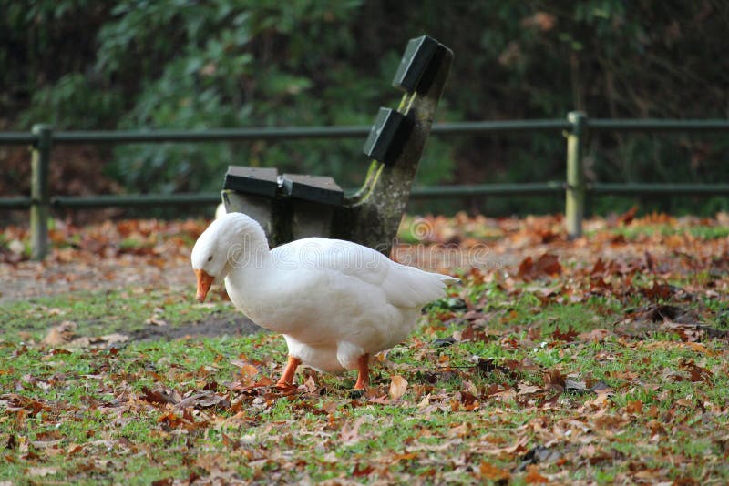 Ducks stock photo. Image of green, wildlife, white, park - 131584290