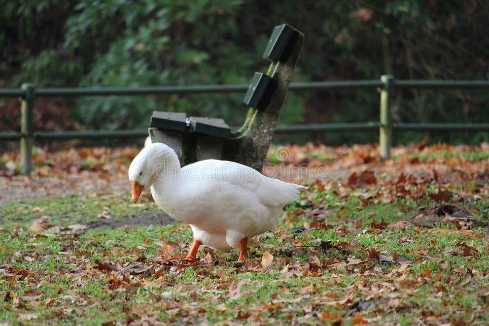 Ducks stock photo. Image of green, wildlife, white, park - 131584290