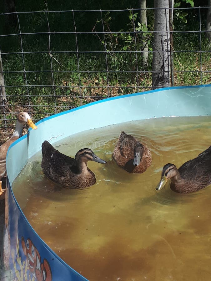 Ducks stock image. Image of ducks, swim, splash, quack - 122942685